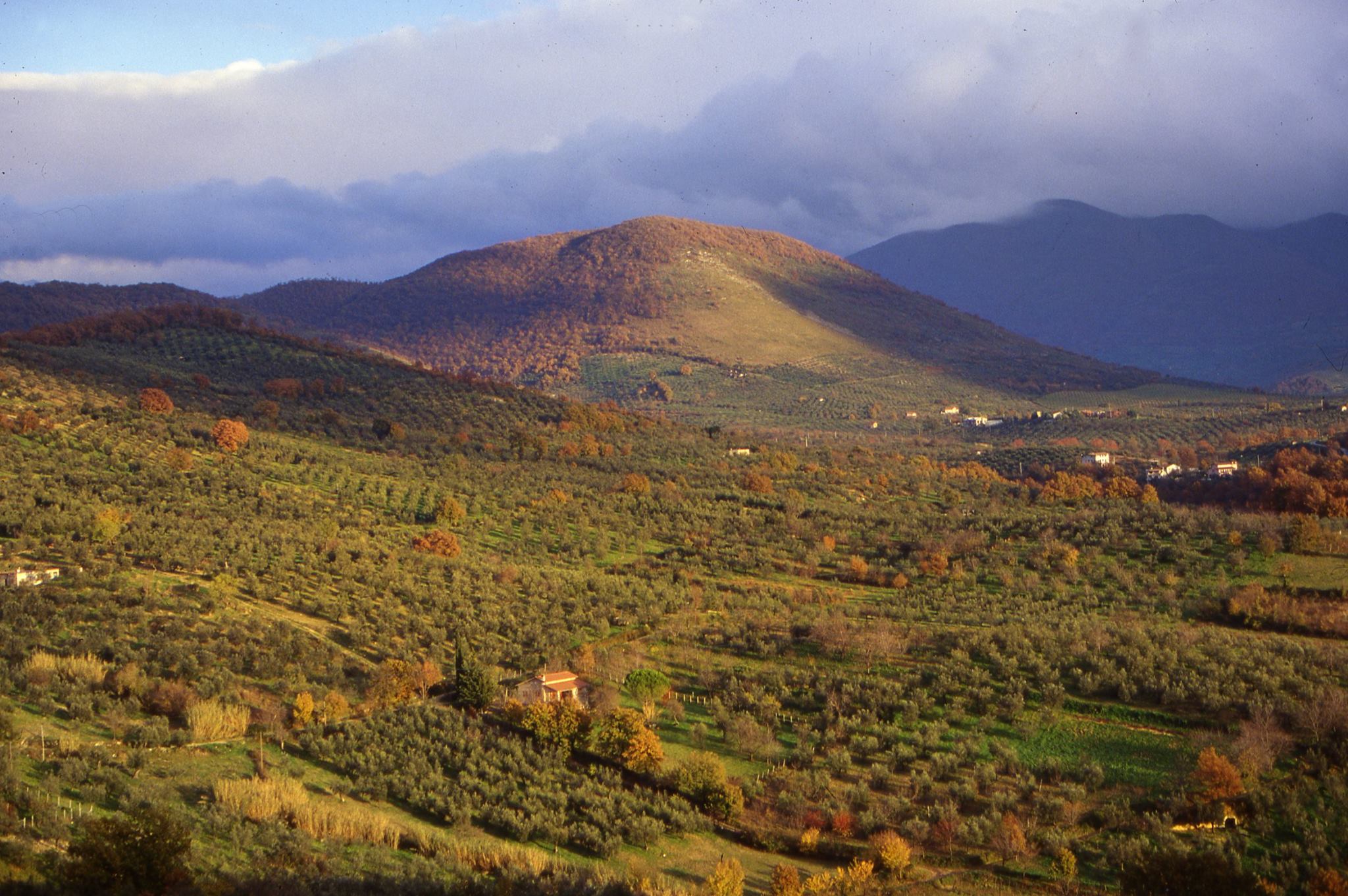Gli Oliveti storici del Parco presto nel Registro Nazionale dei Paesaggi Rurali Storici – Parco ...