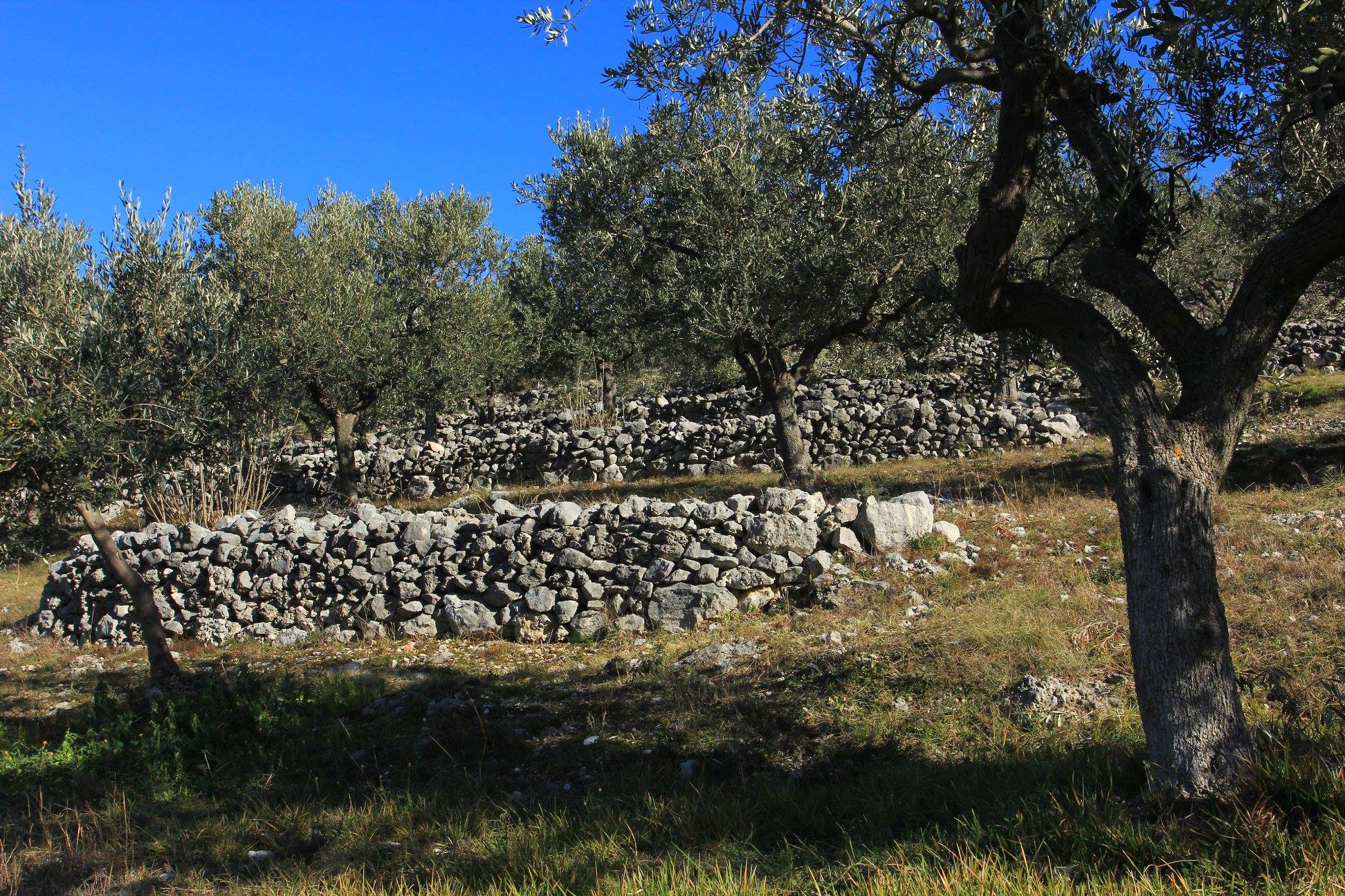 Gli Oliveti storici del Parco presto nel Registro Nazionale dei Paesaggi Rurali Storici – Parco ...